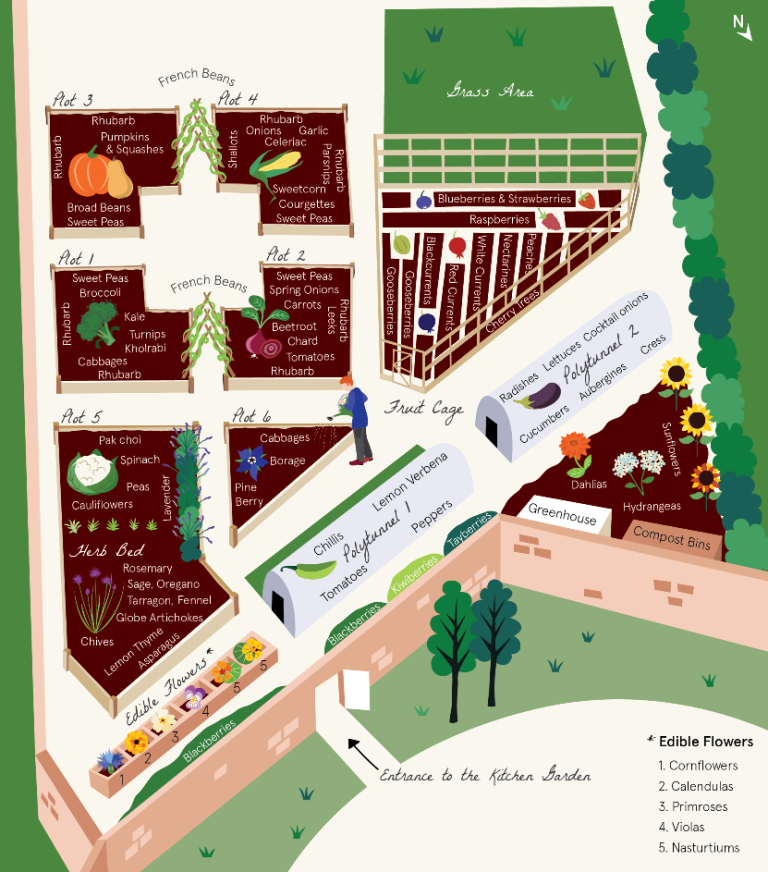 Kitchen Garden Map - Bek Cruddace Illustration