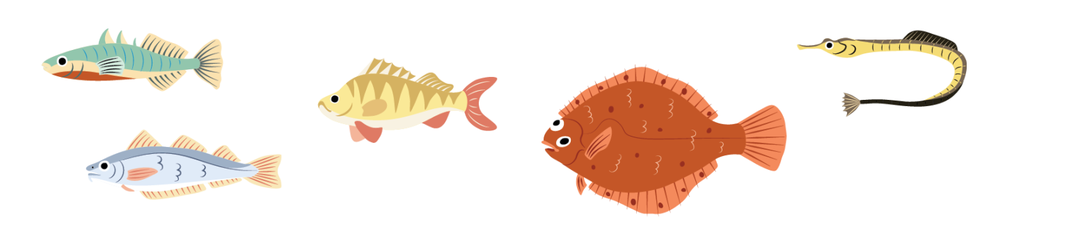 Illustrated Fish Migration Map - Bek Cruddace Illustration